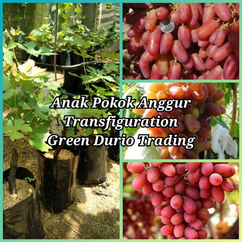 Anak Pokok Anggur Transfiguration (live plant) | Shopee Malaysia