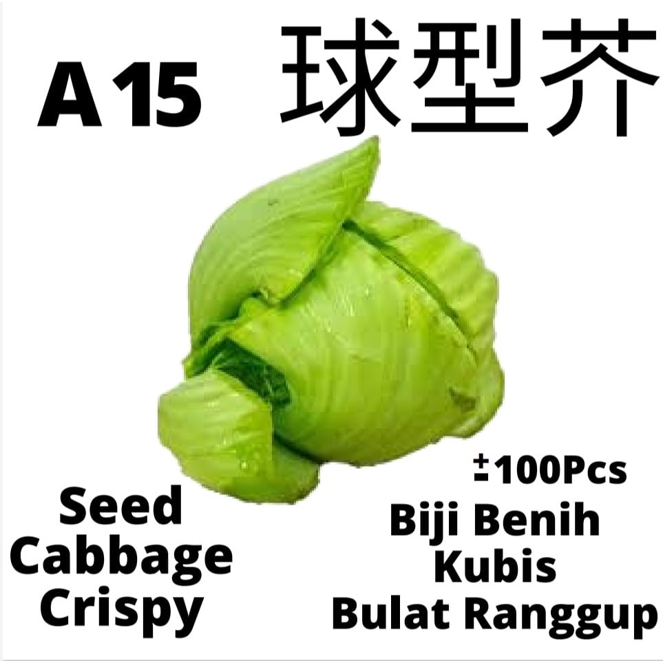Kailan Kangkung Sawi Japanese Salad Biji Benih Vege Sayur sayuran ...