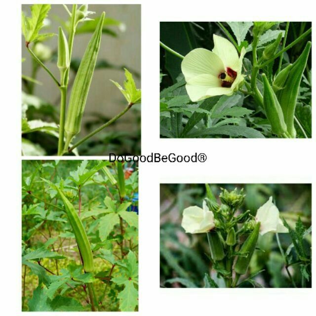25PcsOkra, Abelmoschus esculentus Seeds/Biji Benih Bendi (code 50 ...