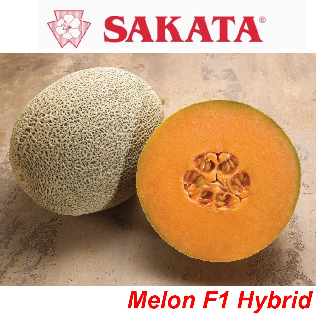 10 seeds Benih Rock Melon Sakata Glamour F1 Hybrid repack rockmelon ...