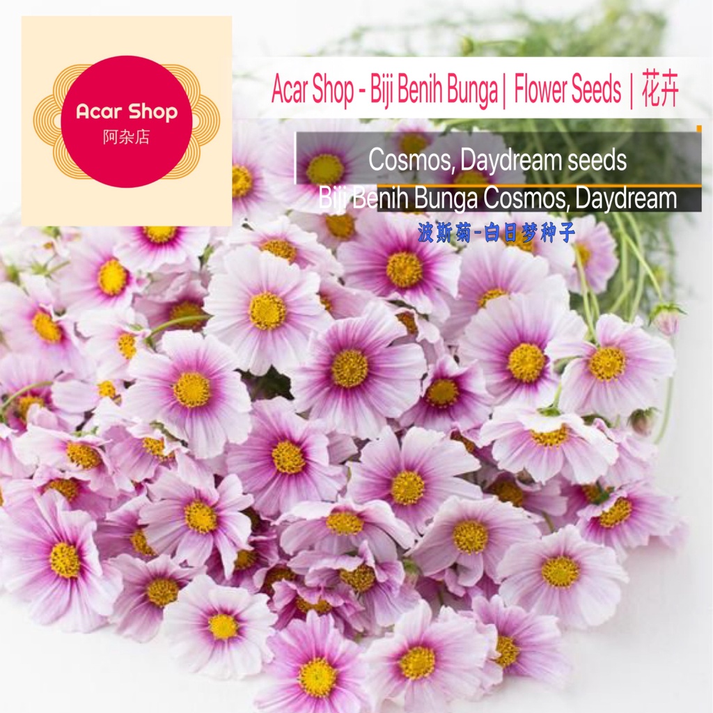Cosmos Bipinnatus Day Dreamed Seeds | Biji Benih Bunga Cosmo Bipinnatus ...