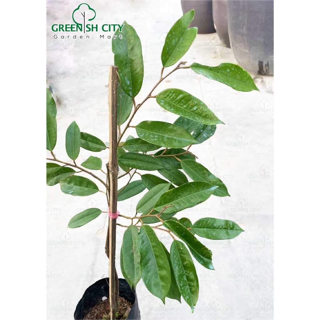 GNC - Durian Black Thorn Ochee Fruit Tree Anak Pokok Buah Duri Hitam ...