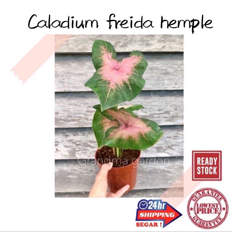 (GG real plant) caladium freida hemple ^ pokok keladi hidup hiasan ...
