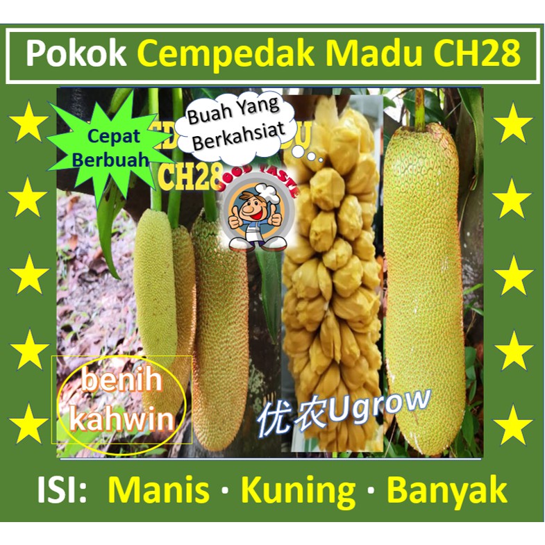 Anak Pokok Cempedak Madu CH 28 尖不叻CH28 Sapling Artocarpus integer CH28 ...
