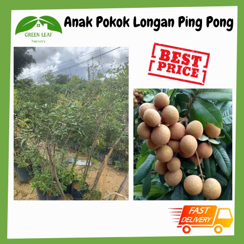 Green Leaf Nursery - Anak Pokok Longan Ping Pong/乒乓龙眼树苗/READY STOCK ...
