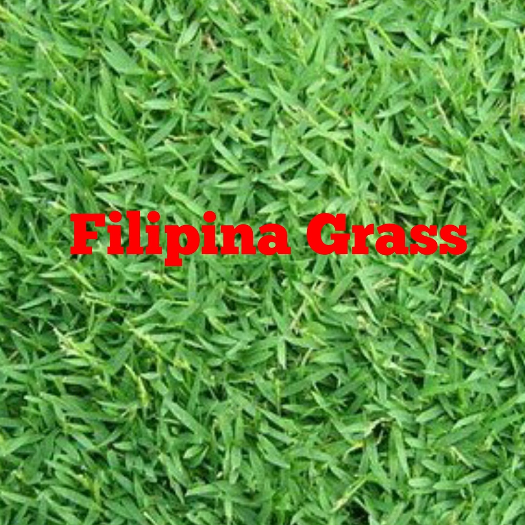 Grass/Pembekal Rumput Karpet Hidup / Carpet Grass / Japanes Grass / Cow ...
