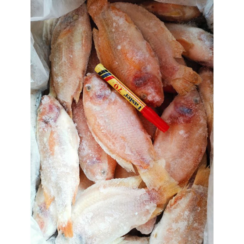 Tilapia Merah 200g/300g | Shopee Malaysia