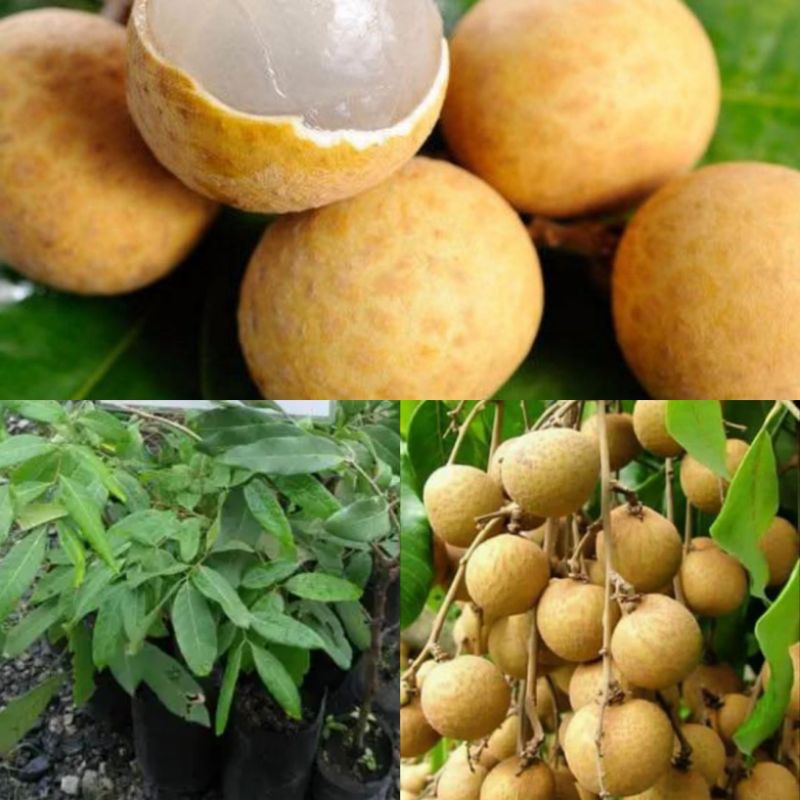 Anak Pokok Mata Kucing Tangkai Mas / Pokok Longan Tangkai Mas / Pokok ...
