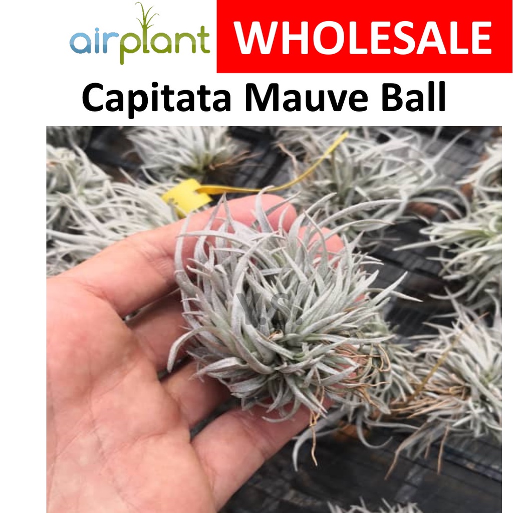 Air Plant - Tillandsia Capitata Mauve Ball / Pokok Udara / 空气草 空气凤梨 ...