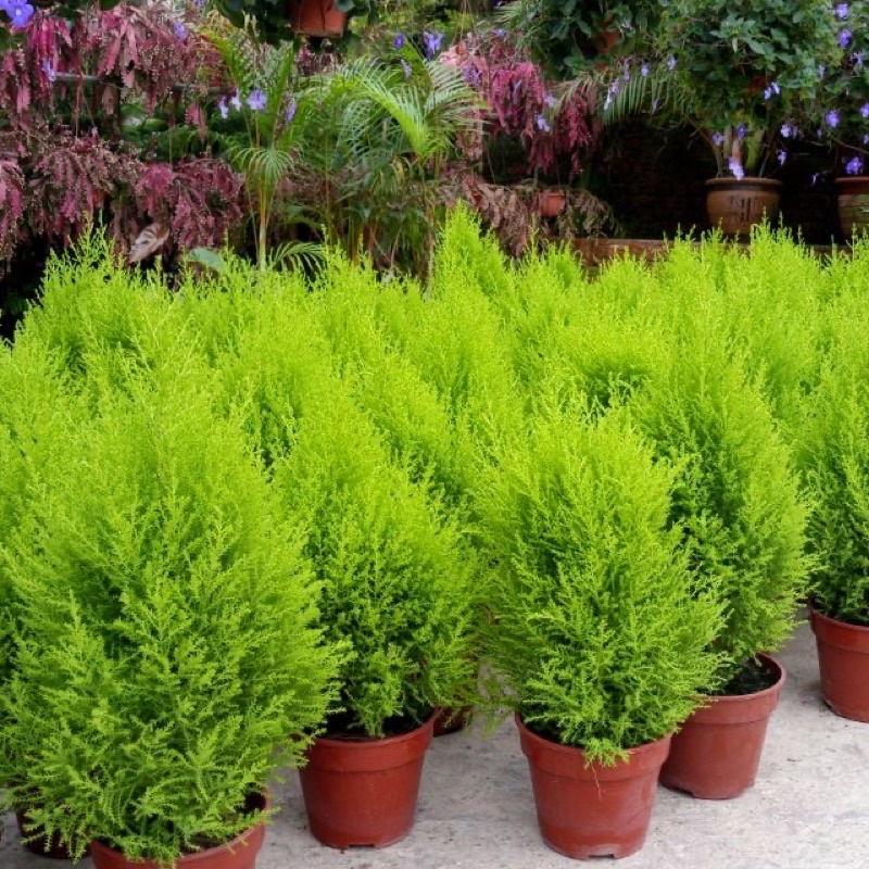 anak pokok rhu/pine lasak pokok tahan panas | Shopee Malaysia