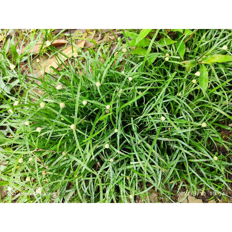 Rumput Helikopter / Rumput Pendul / Rumput Mata Lalat Buat Rawat Kucing ...
