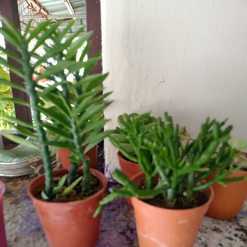 SMALL CACTUS 🌵 live plant 🌵 pokok hidup🌵 | Shopee Malaysia