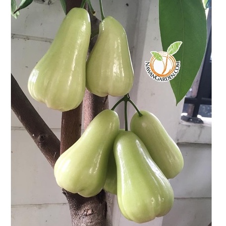 [Hot Selling] Pokok JAMBU MADU DELI TERBAIK "GREEN INDONESIA" boleh ...