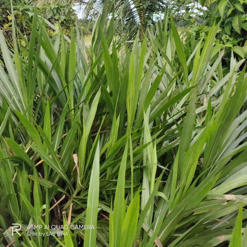 (HOT SELLING🔥)𝐁𝐄𝐍𝐈𝐇 RUMPUT NAPIER PANDAN DWARF & PAKCHONG TINGGI ...