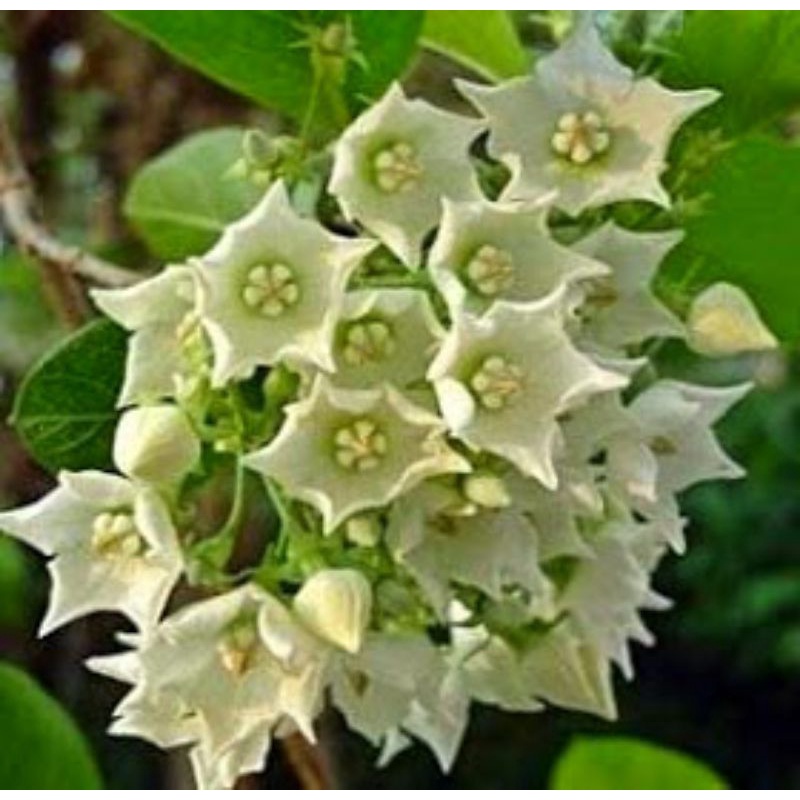 🌱🌼 anak pokok kesidang matang / tikar seladang / kerak nasi / wangi ...