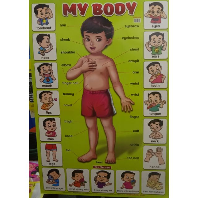 My Body Chart Poster 76CM (H) X 51CM (W)/CARTA | Shopee Malaysia
