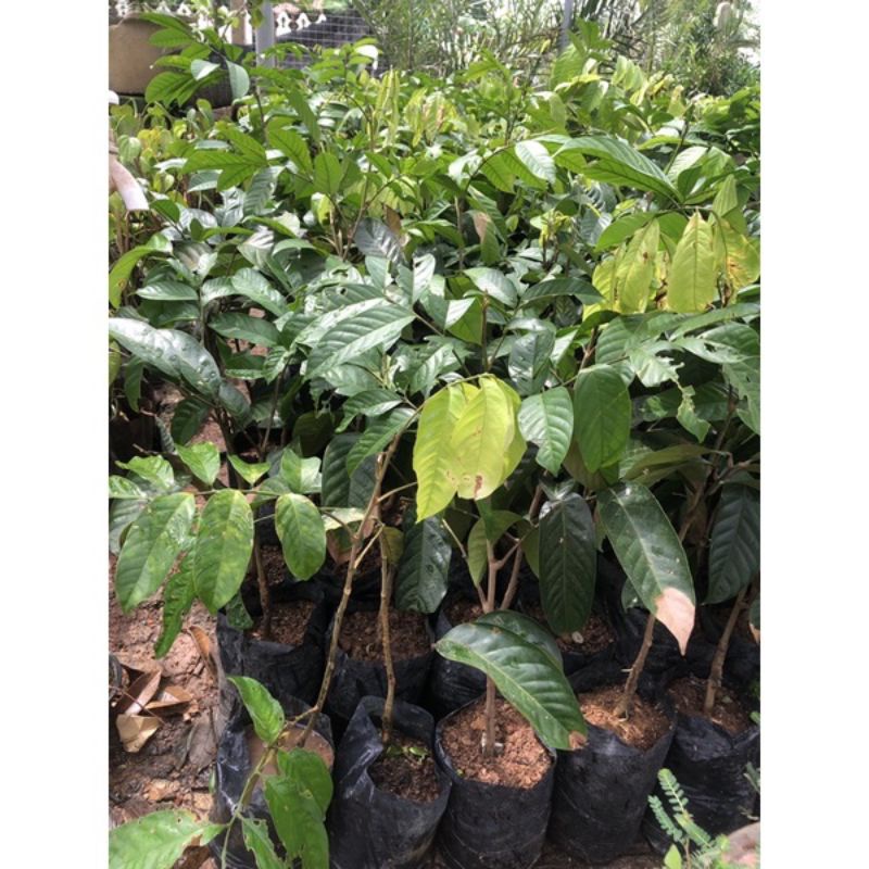 Pokok Dokong Thai Grafted, pokok rendah, cepat berbuah | Shopee Malaysia
