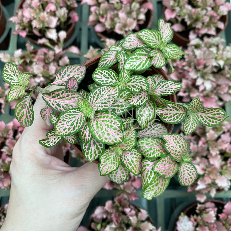TKL - Fittonia Series Little Y/ Red Silvery/White Star/Pink Vein/Pink ...