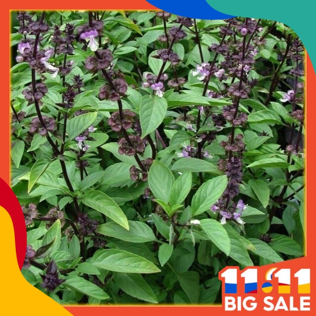 biji benih Thai Basil seeds / biji benih Pokok selasih bunga | Shopee ...