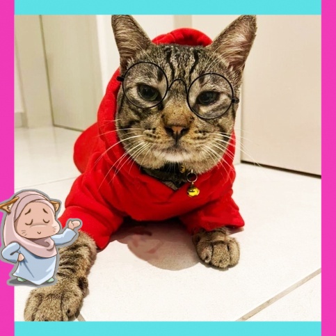 Baju Raya Kucing Gemok Comel 2022 Ready Stock Malaysia Pakaian Haiwan ...
