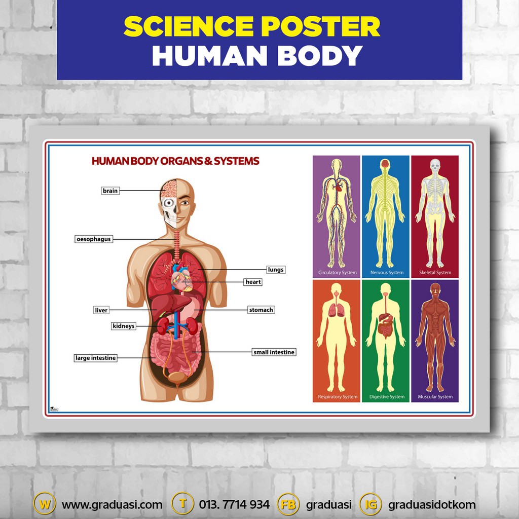 Poster Sains, HUMAN BODY ORGANS & SYSTEMS #pstr | Shopee Malaysia