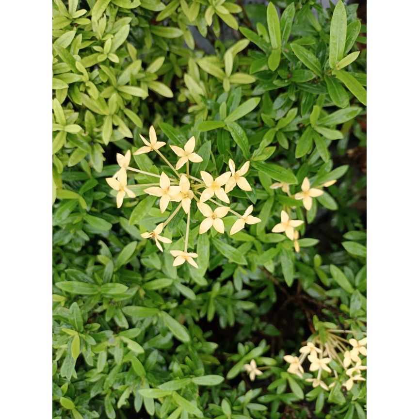 MKT - Pokok Siantan Renek Kuning / Yellow Dwarf Ixora Plant | Shopee ...
