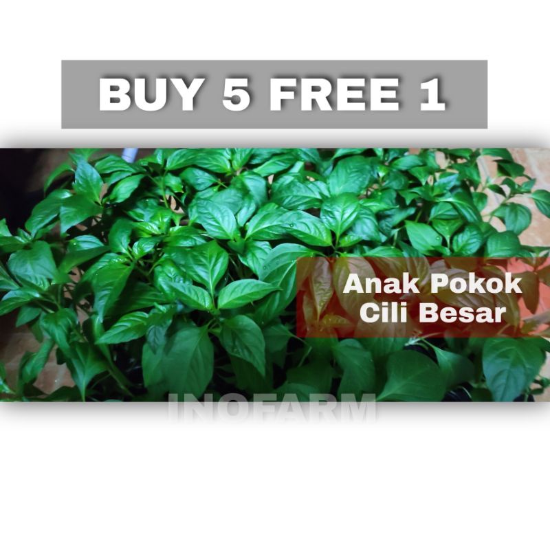 [NEW ARRIVAL] Anak Pokok Cili Besar | Shopee Malaysia