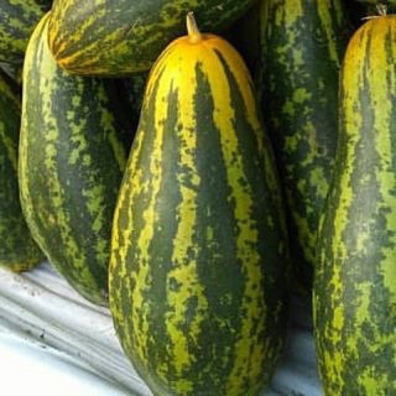 3pcs seeds BIJI BENIH TIMUN BETIK species buah manis sedap di makan ...