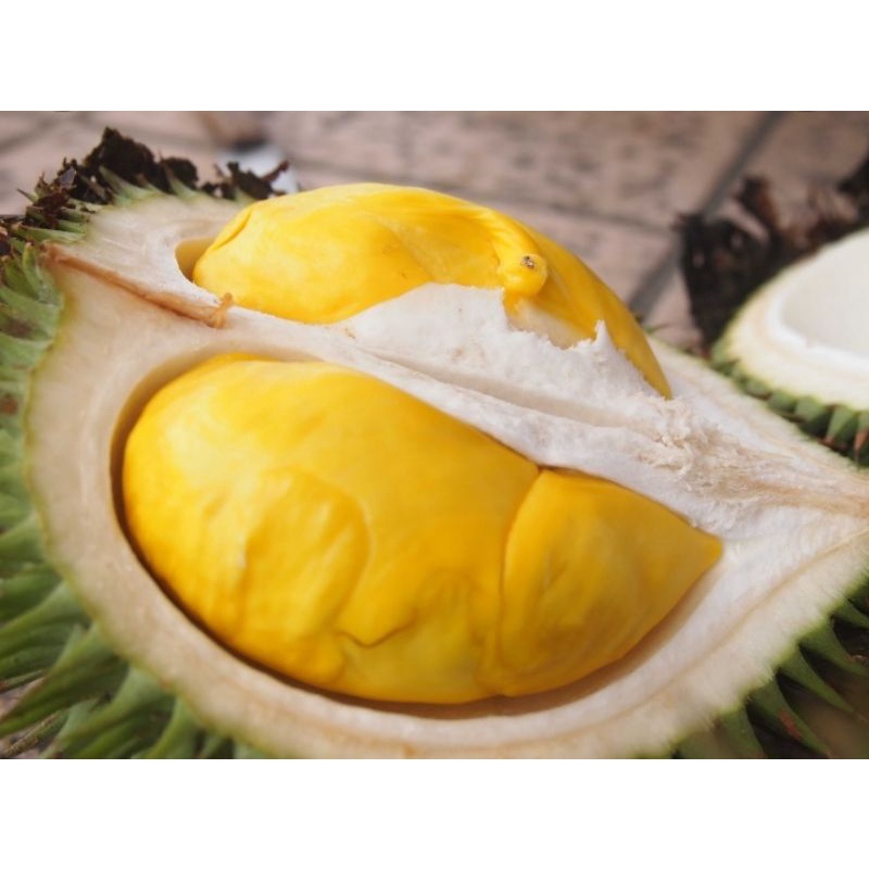 Pokok Durian Musang King @ D197 ( Jenis kahwin Cepat Berbuah ) | Shopee ...