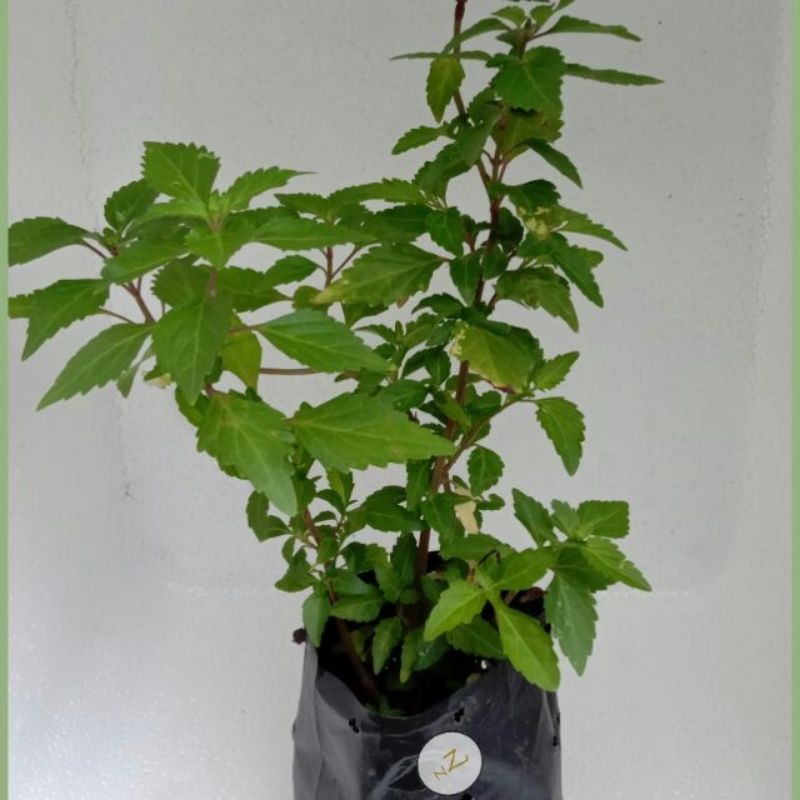 Misai Kucing / Anak Pokok Misai Kucing / Misai kucing / Anak Benih ...