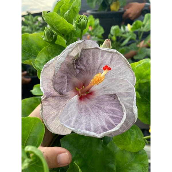 Pokok Bunga Raya Purple Grey | Shopee Malaysia