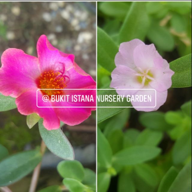 Combo - Anak Pokok Bunga Rose Jepun Warna Pink dan Lite Pink (Organik ...