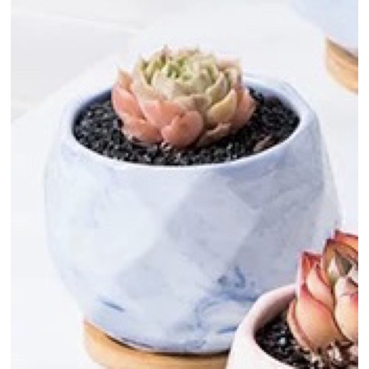 Aesthetic Ceramic Pot Marble Series Faceted Colorful For Succulent ...