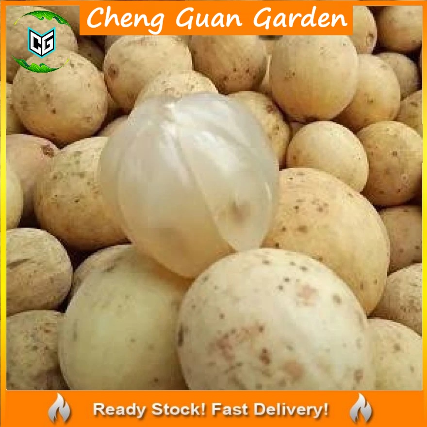 Anak Pokok Duku Langsat Terengganu Buah Manis Import Dari Thailand ...