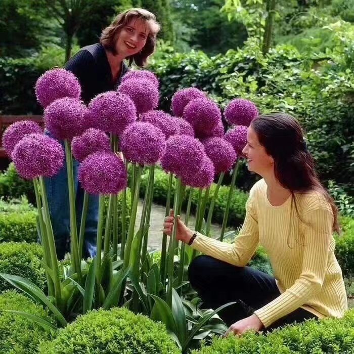 【Ready Stock】 Biji Benih Bunga Allium Giganteum Flower seeds Allium ...