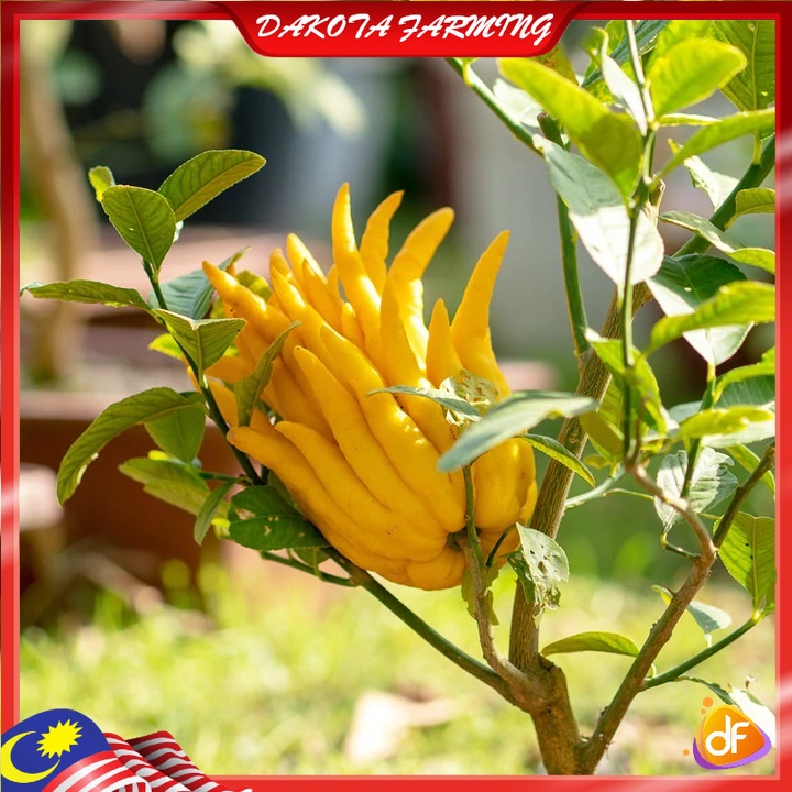 Anak Pokok Limau Jari Hantu Limau Tangan Buddha Kuku Harimau Senang ...