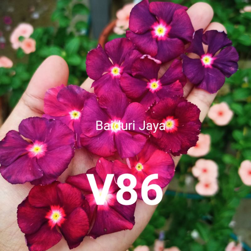 10 OR 20 PCS VINCA SEED / BENIH VINCA (V86) JENIS SEPARA | Shopee Malaysia