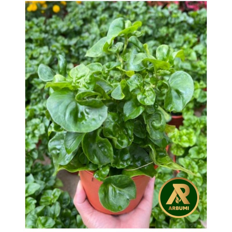 [ DAPAT HADIAH] Pokok Bayam Brazil Segar Daun Lebar | Shopee Malaysia