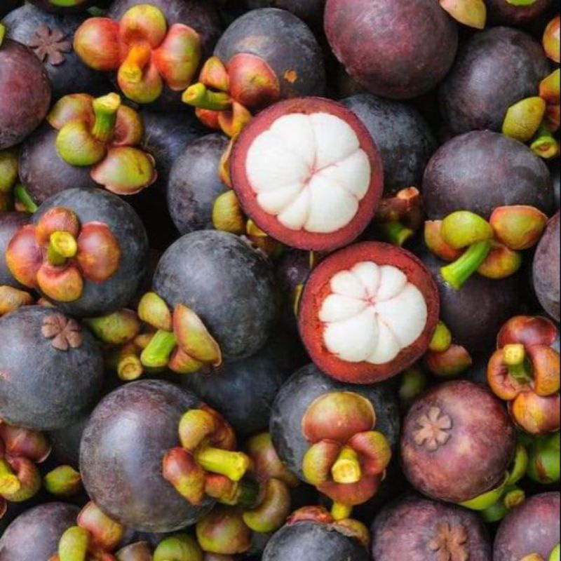 Anak pokok manggis kawin | Shopee Malaysia