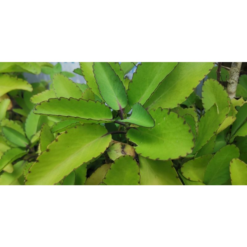 Daun Pokok Setawar｜ Kalanchoe Pinnata(Leaf only) ｜落地生根（叶片） | Shopee ...