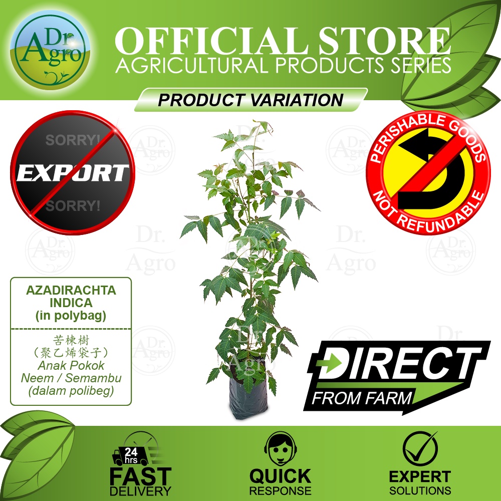 Dr. Agro || Anak Pokok Neem/Semambu/Azadirachta indica/苦楝樹 | Shopee ...