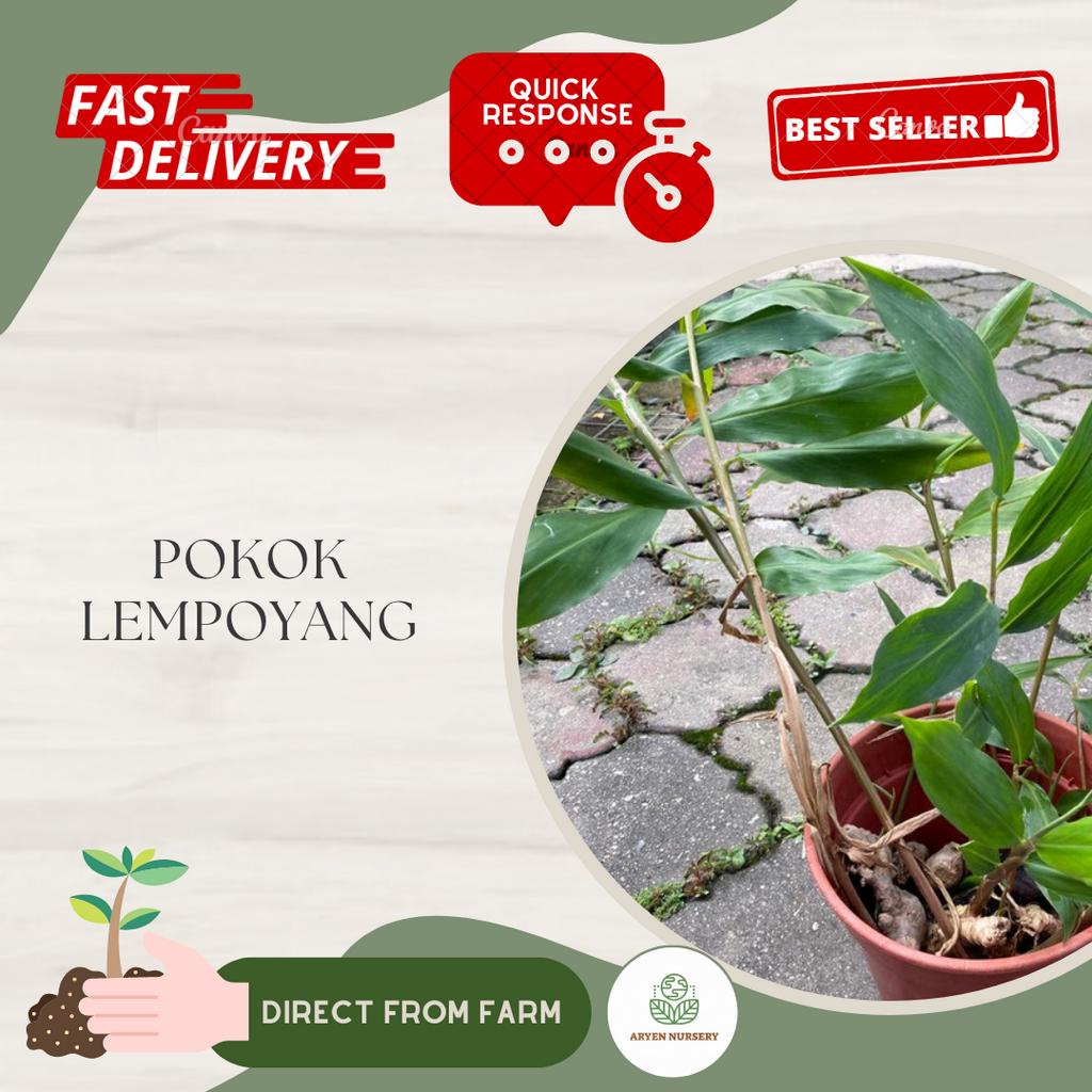 Aryen Nursery || Pokok Lempoyang | Shopee Malaysia