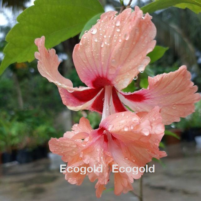 Peach Capitolio Hibiscus/ "Bunga Raya Pagoda" | Shopee Malaysia