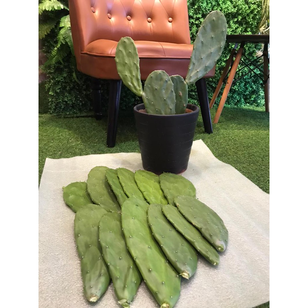 Fresh cactus pad for *all land tortoises* (bearded dragon) aloe vera ...