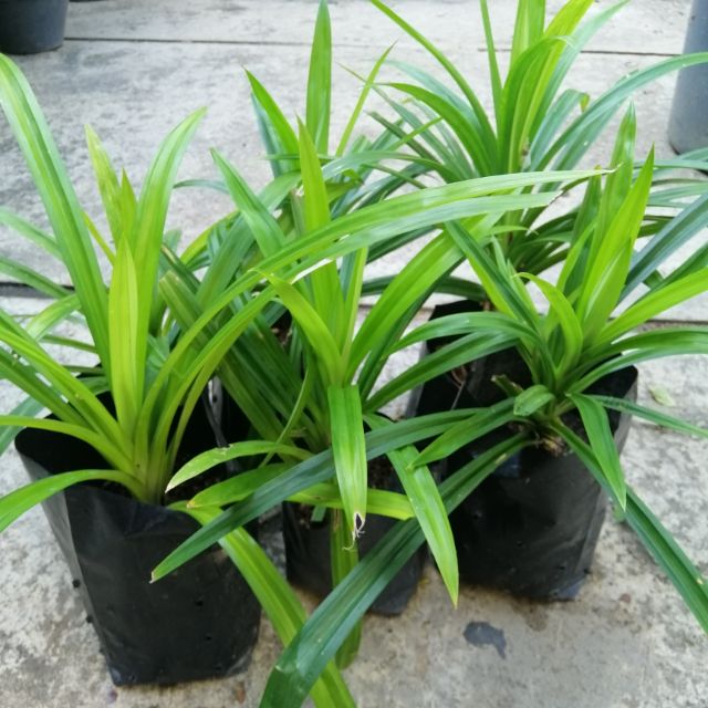 Anak Pokok Pandan | Pandanus amaryllifolius (READY STOK) | Shopee Malaysia
