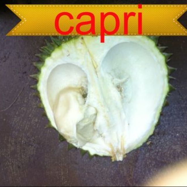 Durian Capri/Pokok Kawin limited Edition | Shopee Malaysia