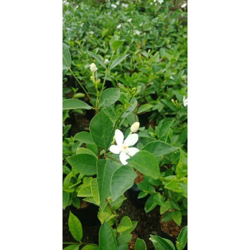 pokok bunga melur siam/ melur Batu/ jasmine sambal thai/ thai water ...