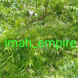 DAUN MAMBU/DAUN NEEM/ DAUN SEMAMBU(100gram)💥READY STOCK💥 | Shopee Malaysia