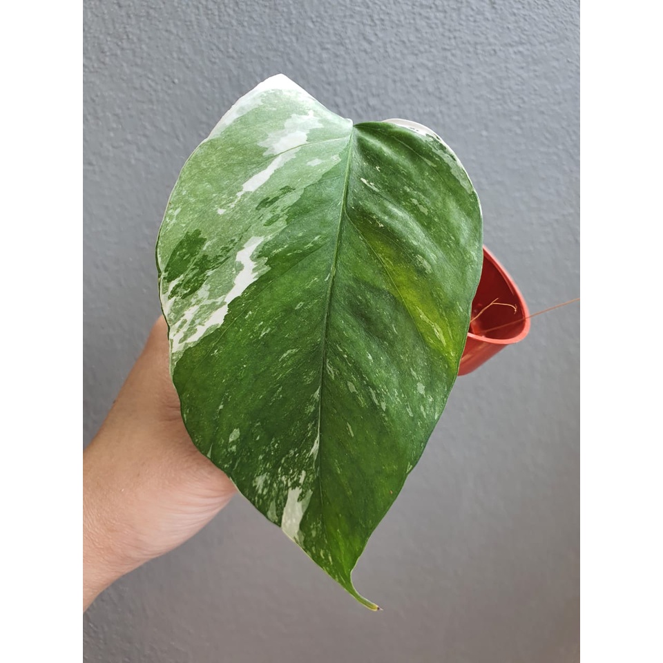 epipremnum pinnatum variegated (EPV/aroid/pokok hidup/indoor plant ...