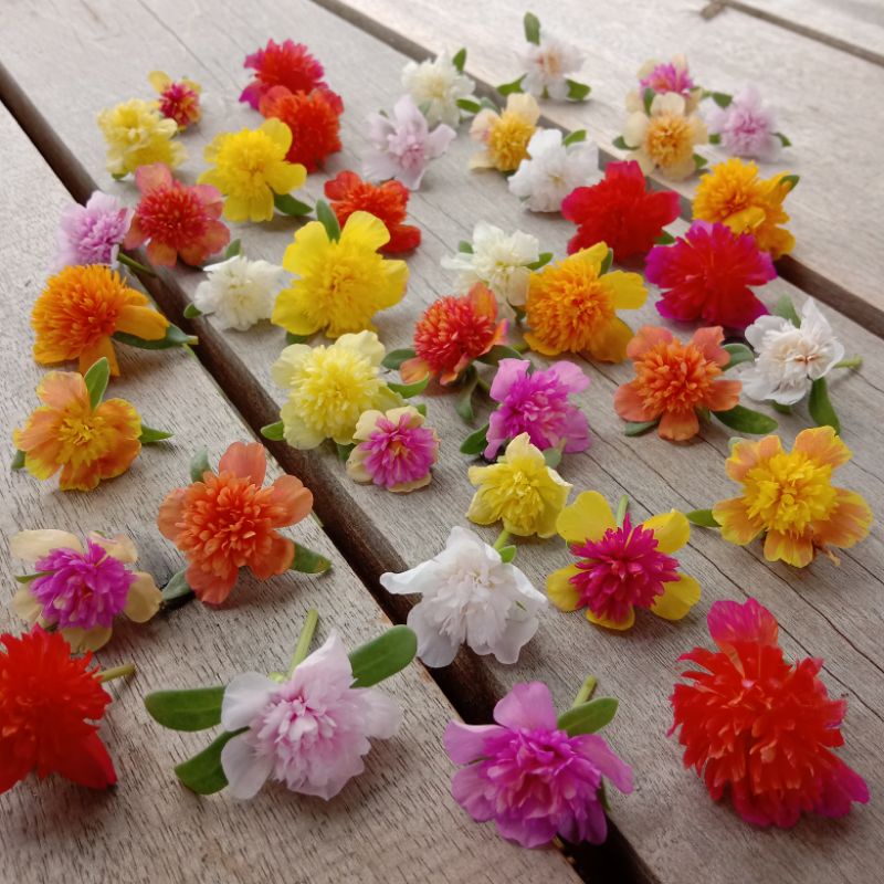 | JAMBUL RANDOM BOX | 40 KERATAN | ROS JEPUN | JAPANESE ROSE | BUNGA ...